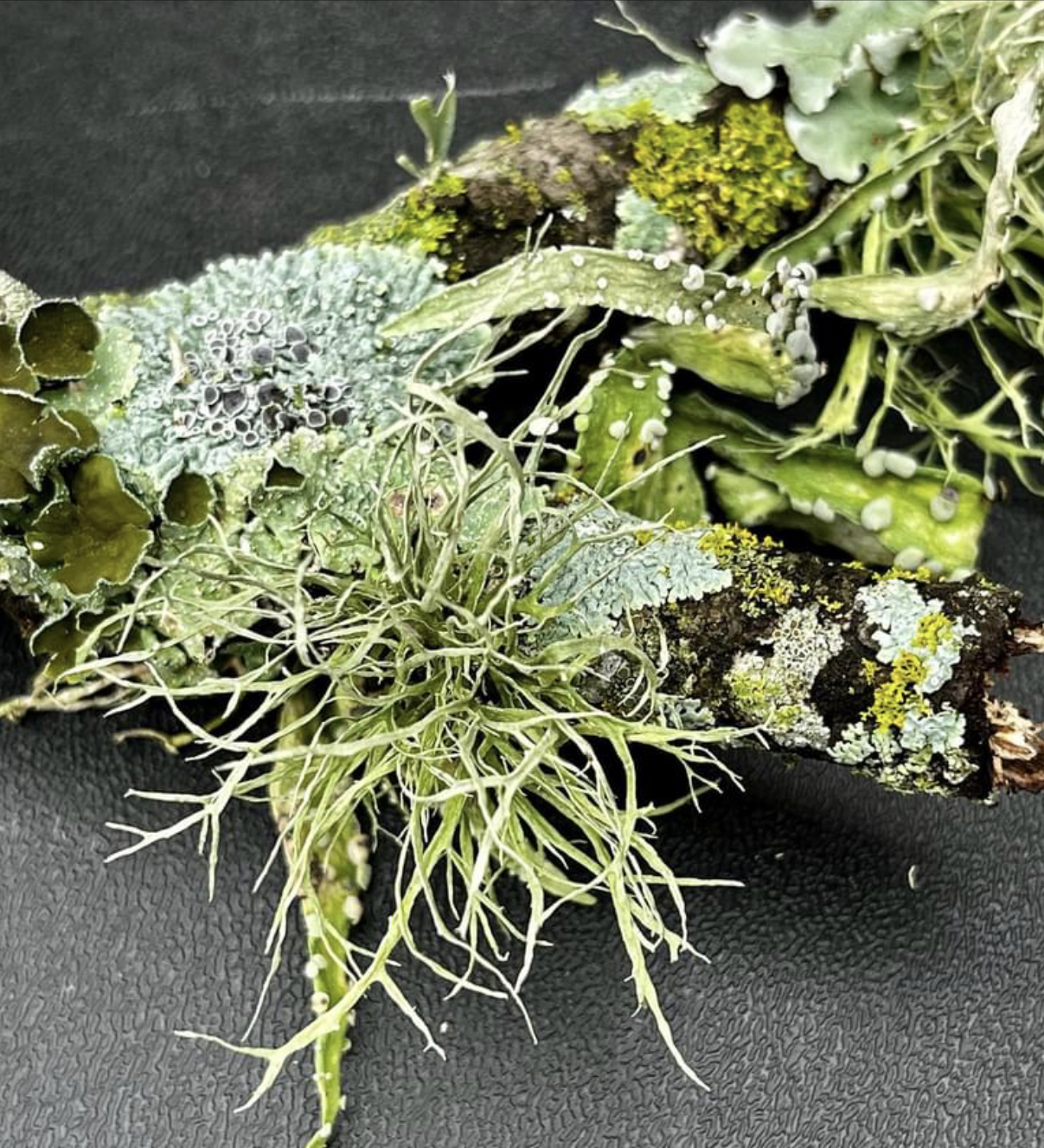 Cranial nods in afternoon session | The Well: bodymindheartspirit